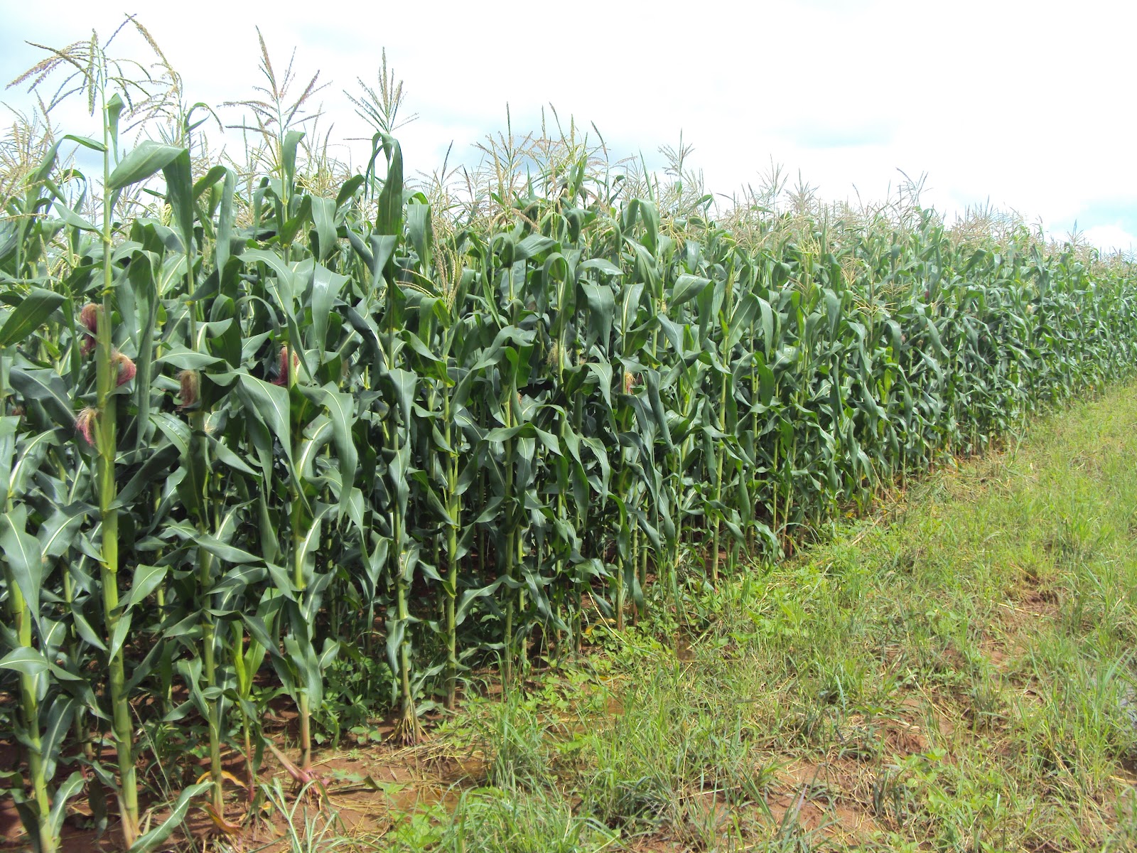 My Space Agriculture In Zambia my-space-agriculture-in-zambia