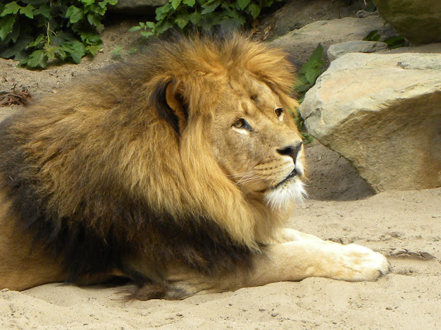 Travels - Ballroom Dancing - Amusement Parks: The first Zoo of The ...