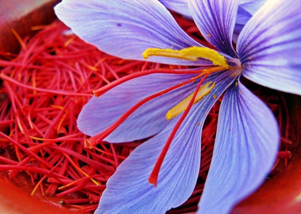 Plantas medicinales: El Azafrán