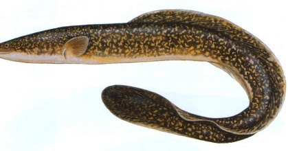 Long finned eel/ Pol Mal aandha(anguilla bengalensis eel) | FRESHWATER ...