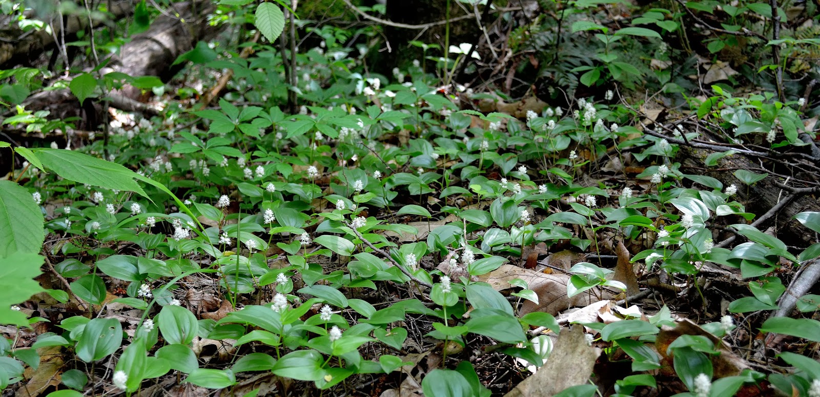 Nature of New York: Spring Ephemeral Wildflowers of Dutchess and Putnam ...