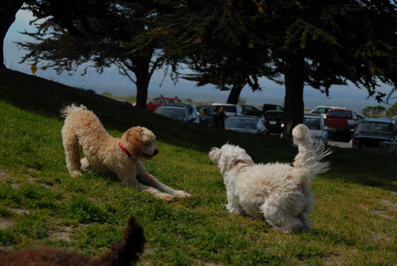 Foodie-bia: Point Isabel Doodle Romp