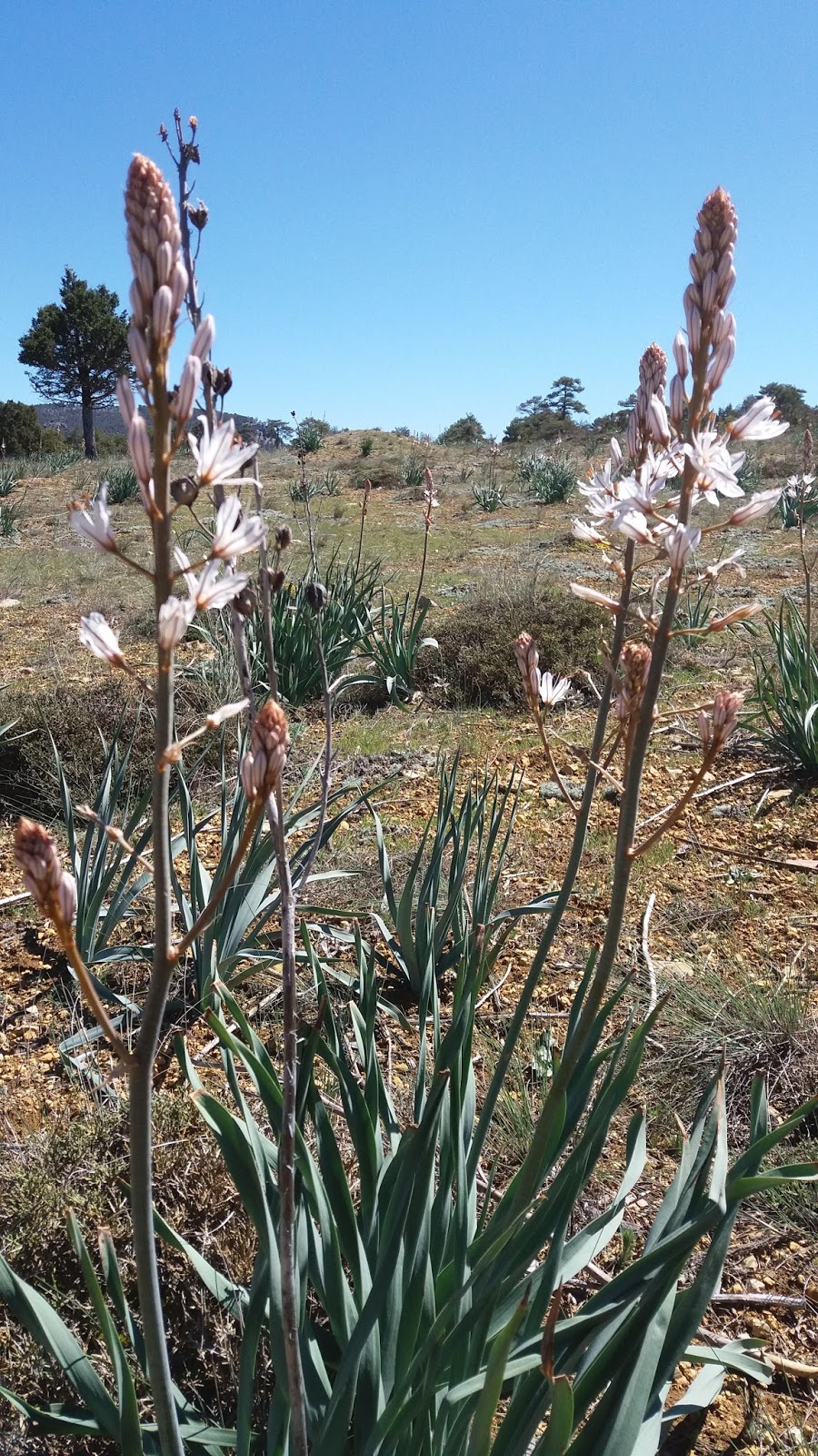 Photoinvestigacionchema: Los gamones, vara de San José