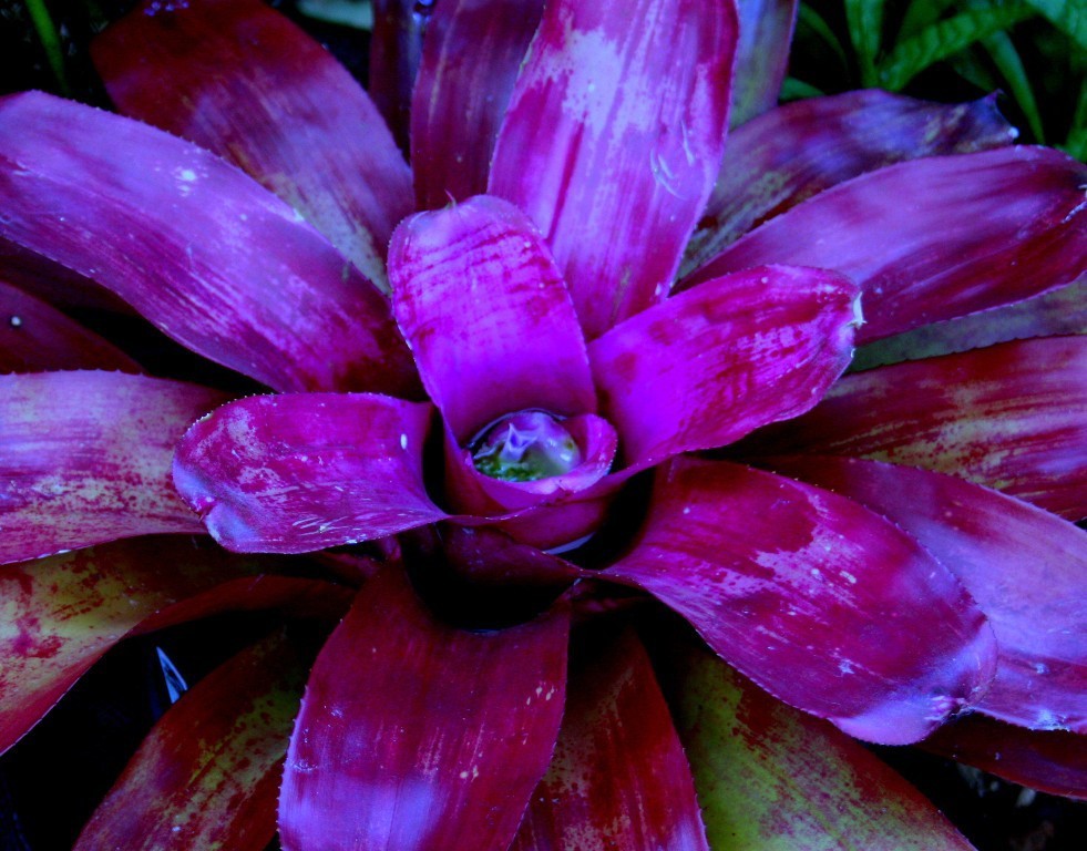 Bromeliad Exotics: ***Photo Page 2 - *Bromeliad-Exotics*