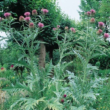 FoodieScoop: Fried Cardoon (Carduna) Season is Fast Approaching