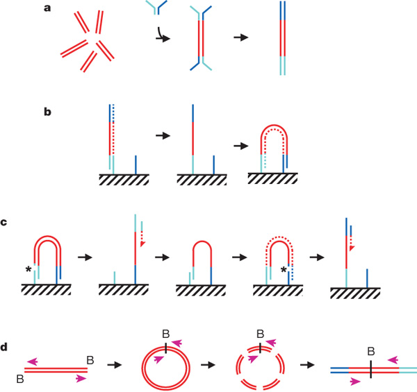 next generation sequencing: genome sequencing using reversible ...