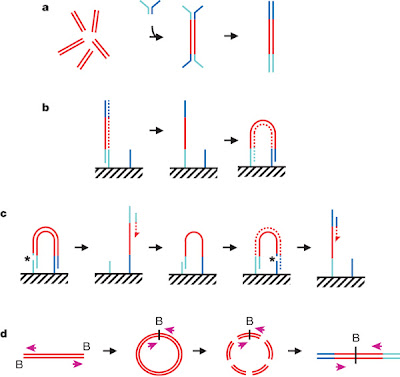 next generation sequencing: genome sequencing using reversible ...