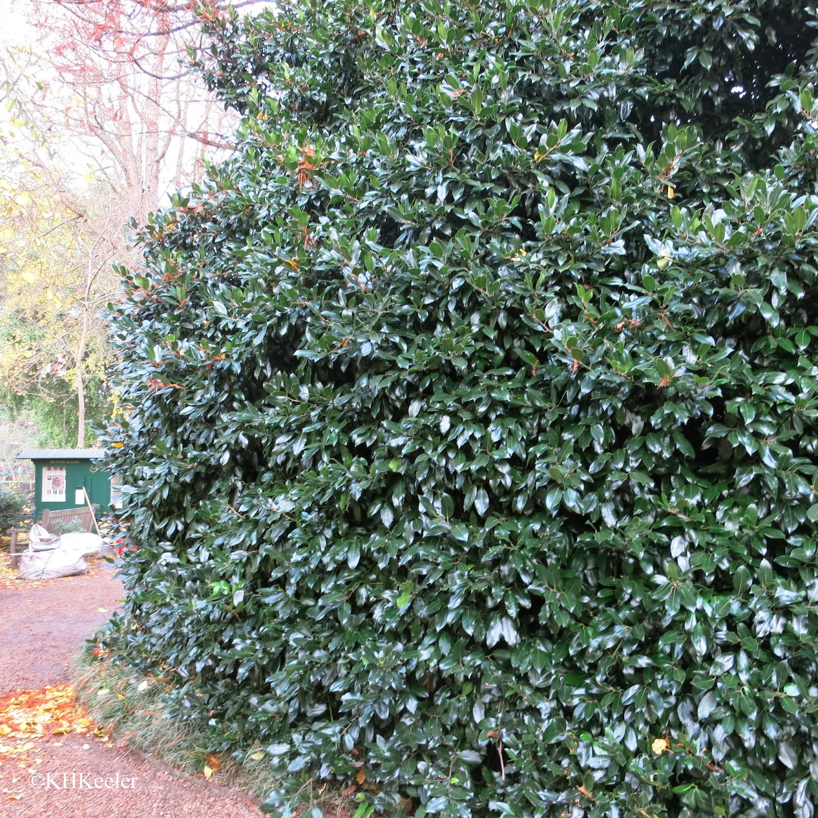 A Wandering Botanist: Plant Story -- Holly (Ilex aquifolium ...