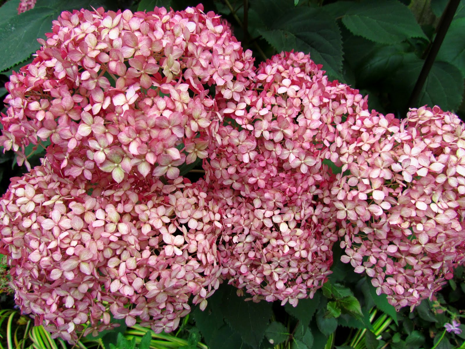 Hydrangeas