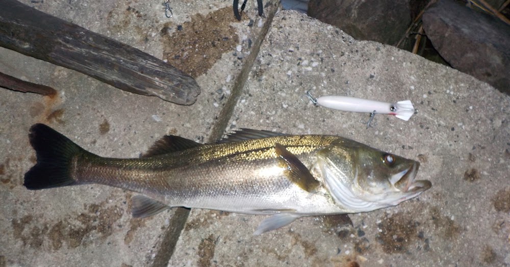 American saltwater lures can catch Japanese fish?: (No. 58) Big ...