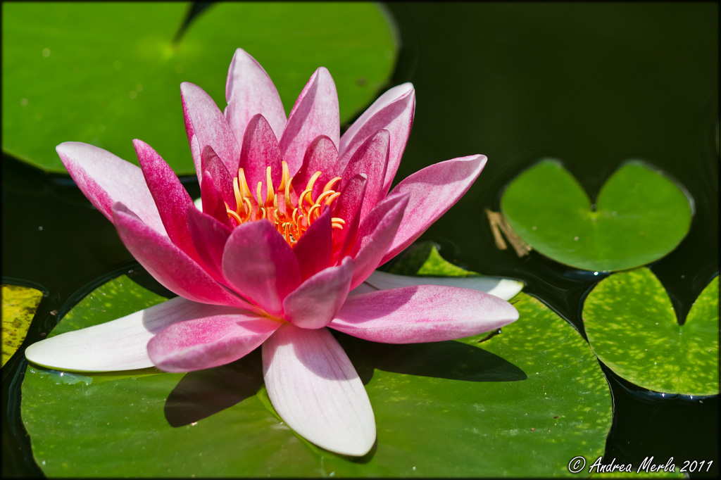 Chiara Marconi & Andrea Merla Photography: La leggenda della ninfea