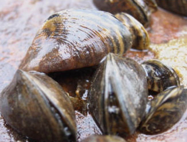 Ciencias para mundo contemporáneo IES El Doctoral: La invasión del ...