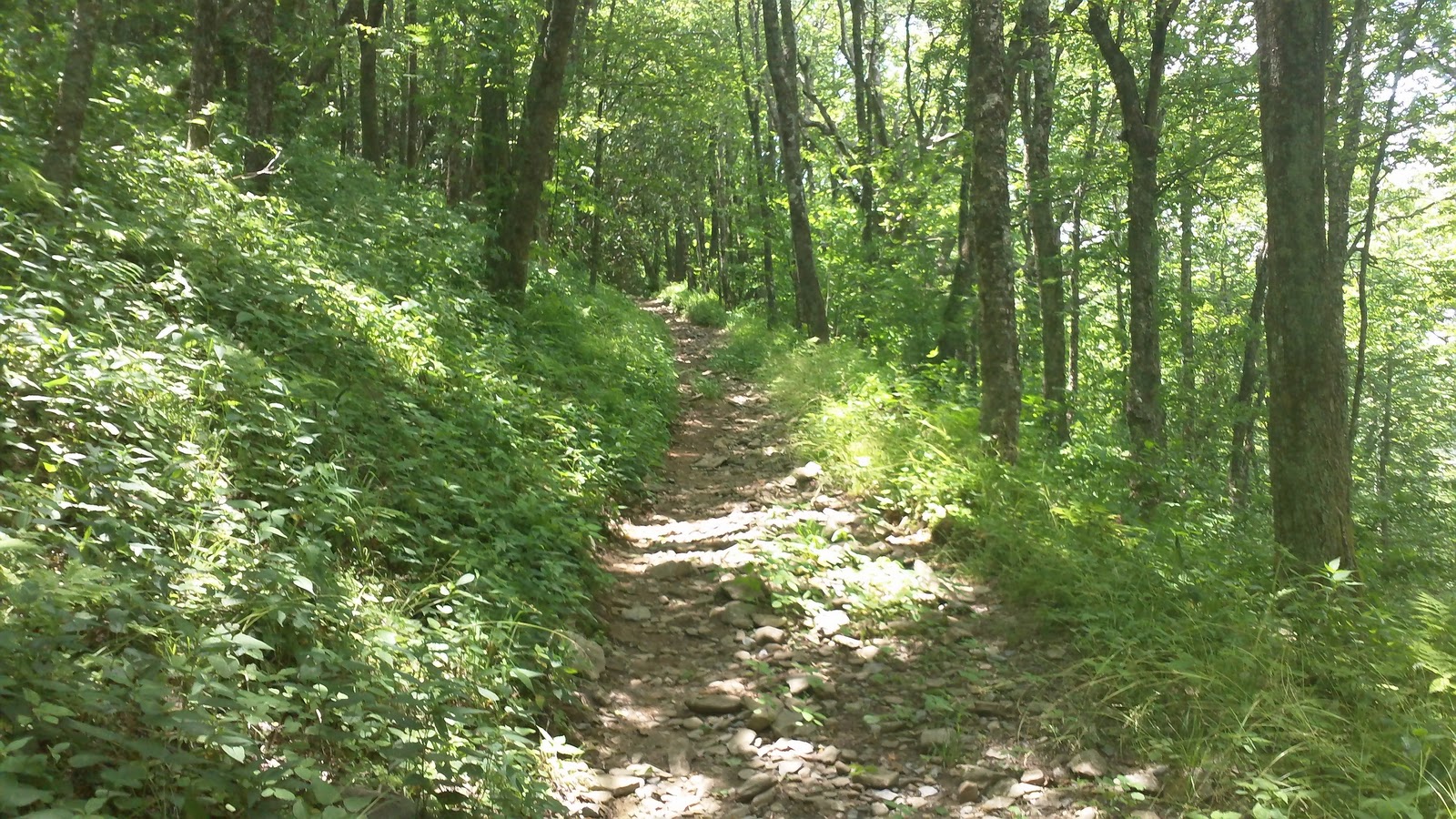 GSMNP - HIKER: Hike to Spence Field via Leads Cove
