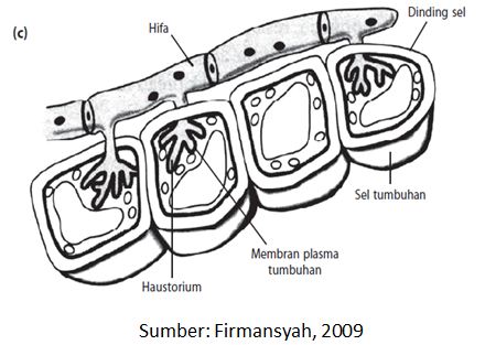 Haustorium pada jamur berfungsi sebagai .... | Pak Pandani | Belajar ...