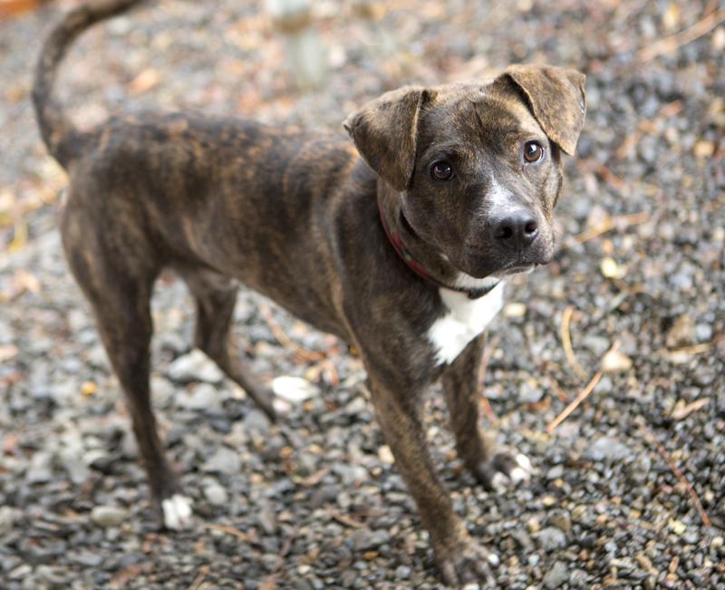 Shelter Dogs of Portland: "NICK" adorable little Pittie mix!