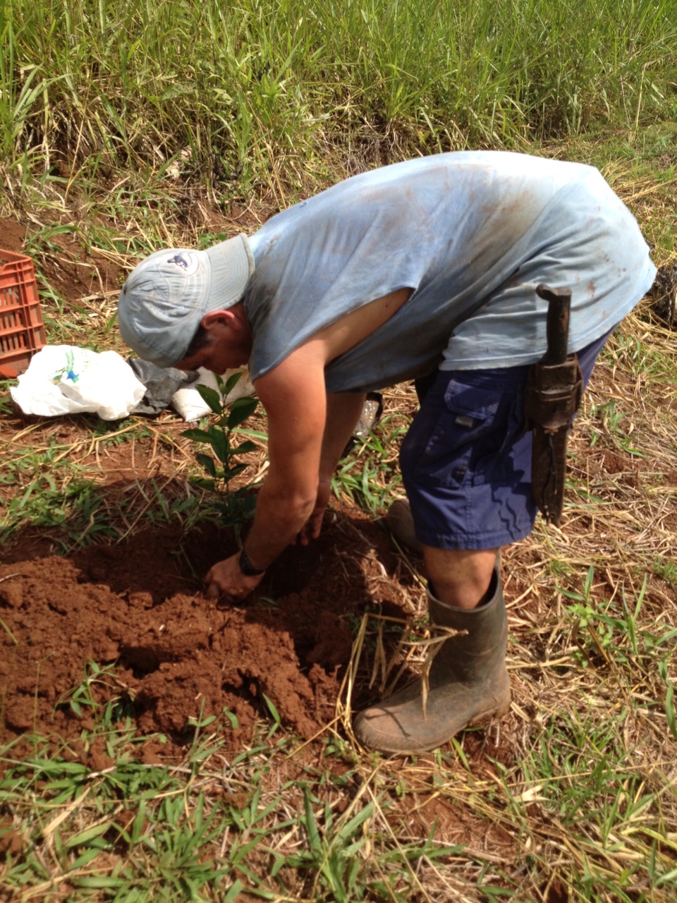 Costa Rica Invest: More orange tree planting