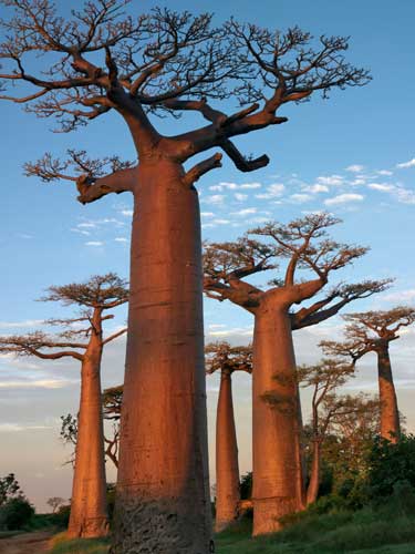 My Blog by G.O.: The Amazing Baobabs Trees