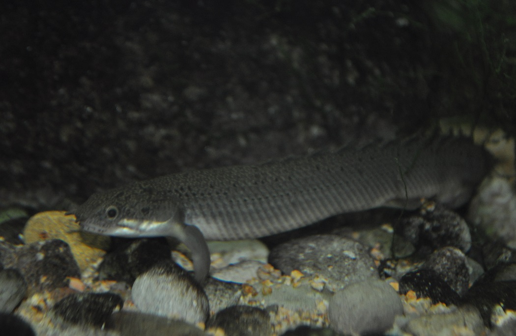 ZOOTOGRAFIANDO (6.057 ANIMALS): BICHIR DE SENEGAL / GRAY BICHIR ...