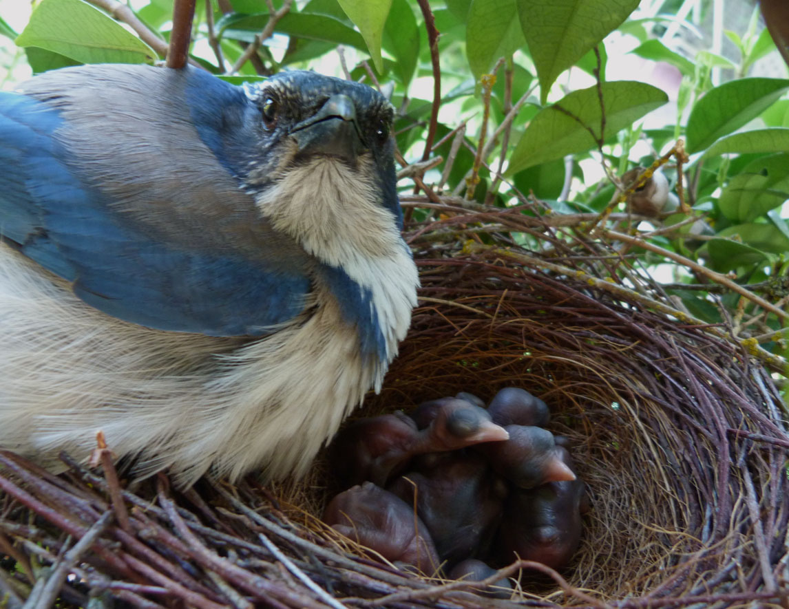 Scrub Jay Eggs