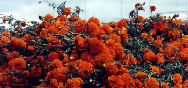 MAGIAS DE MÉXICO: LAS FLORES DE MÉXICO