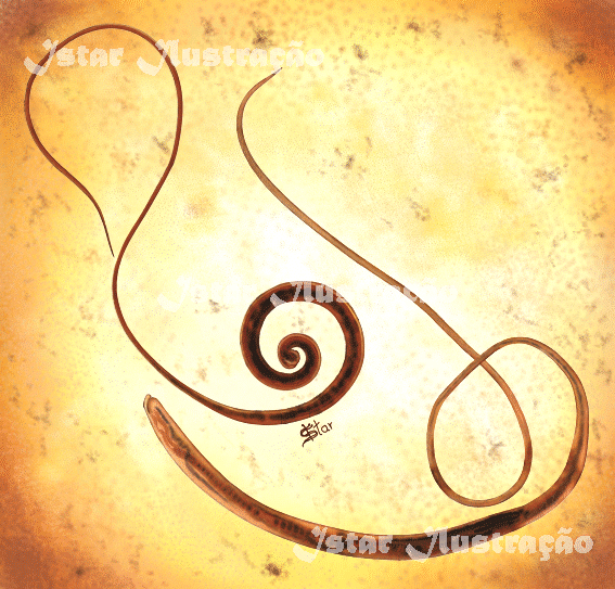 QUÉ ES LA TRICHURIS TRICHIURA