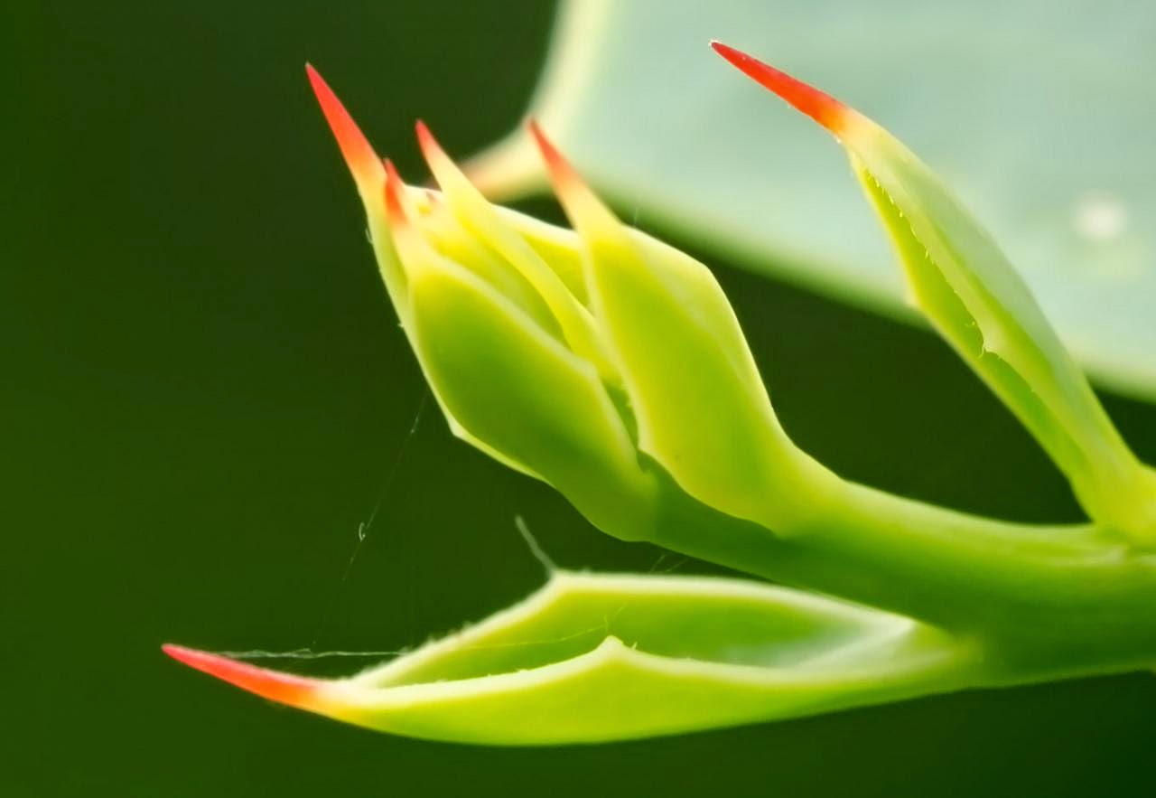 Blog de Hierbas medicinales: PARA LA COLITIS. LA SOMBRA DE TORO