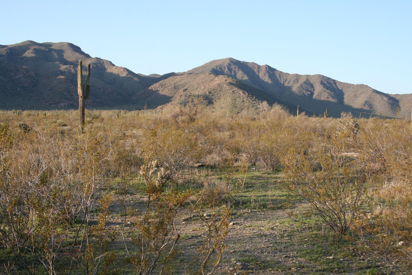 Practical Biology: science for everyone: Sonoran Desert Soil Distributions