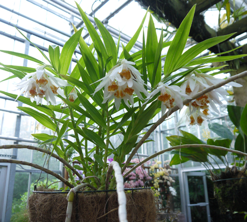 The Orchid Column: Thunia marshalliana