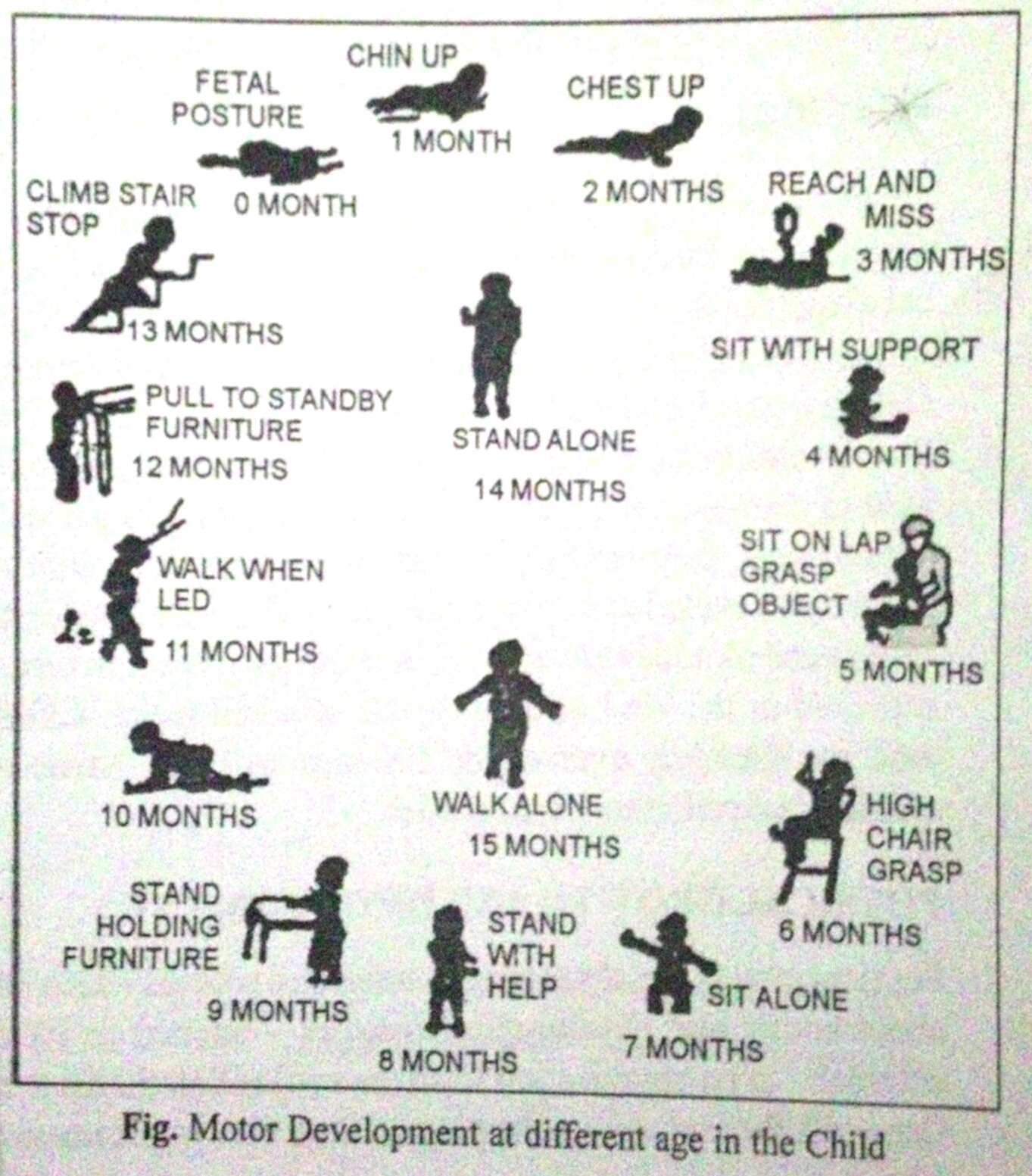 CTET Study Material On Physical Motor Development and Characters of ...