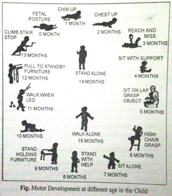 CTET Study Material On Physical Motor Development and Characters of ...