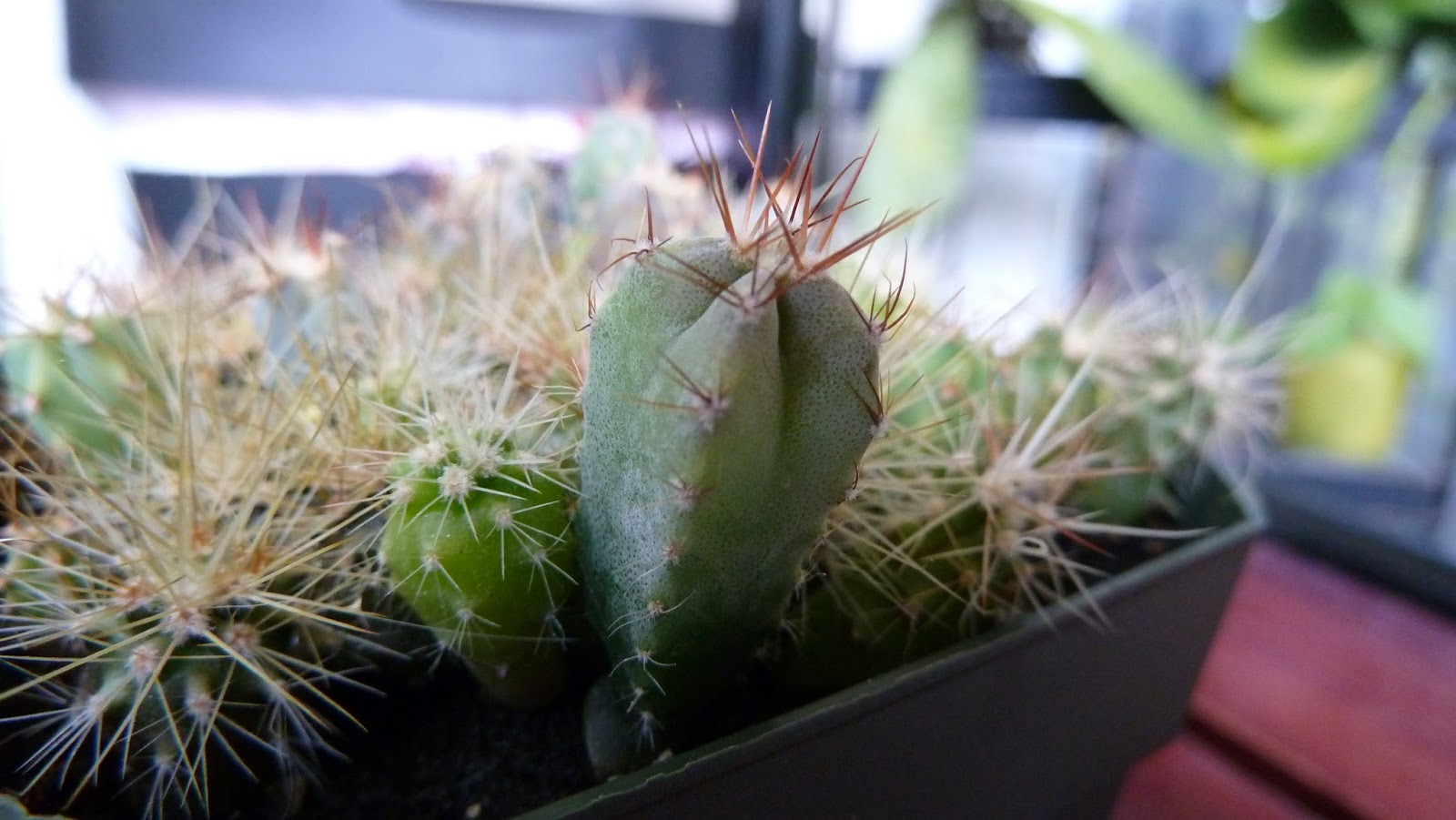 Hooray! Plants!: Cacti & Wallmart...