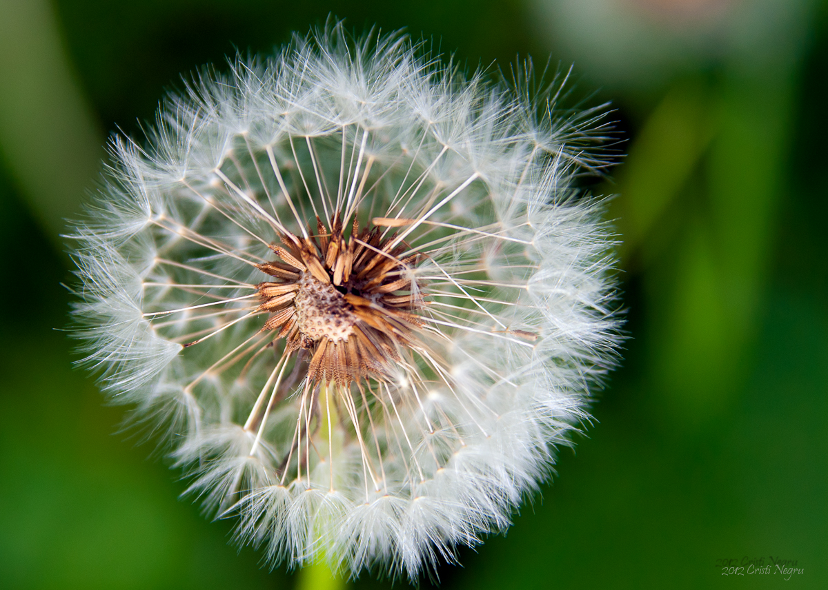 The World Through My Lens ...: Papadia