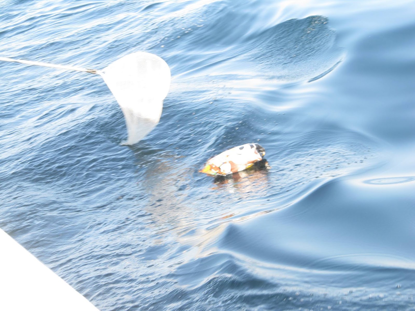 The Plastic Ocean Project: 2017