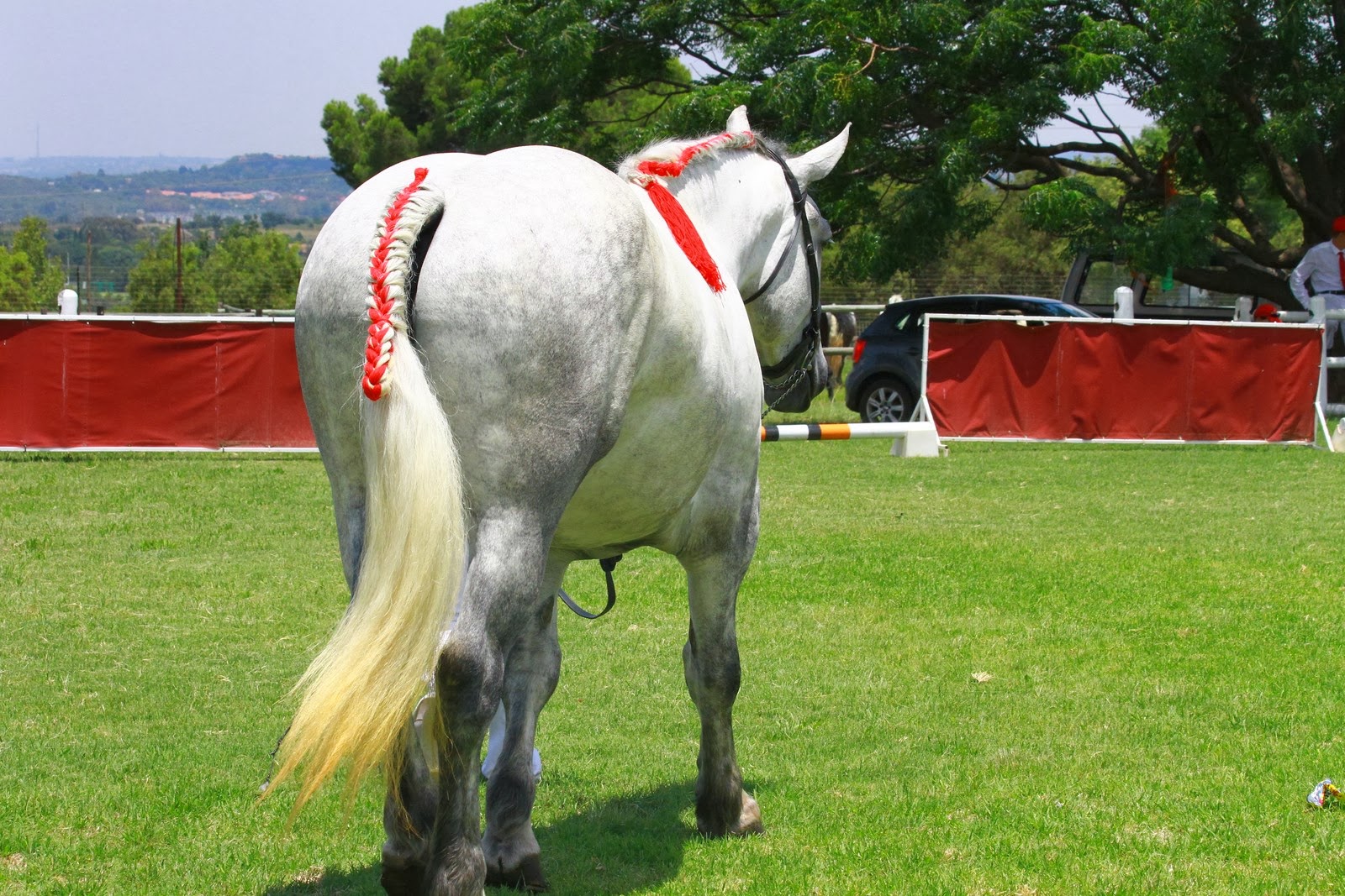 Summerwind Percheron: National Supreme Champion Percheron SA Mare ...