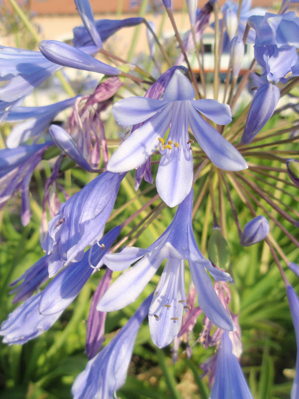 HERBARIO VIRTUAL DE BANYERES DE MARIOLA Y ALICANTE: Agapanthus ...