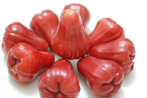 JAMBU AIR ( Eugenia aquea Burm ) - Ensiklopedia Tumbuhan