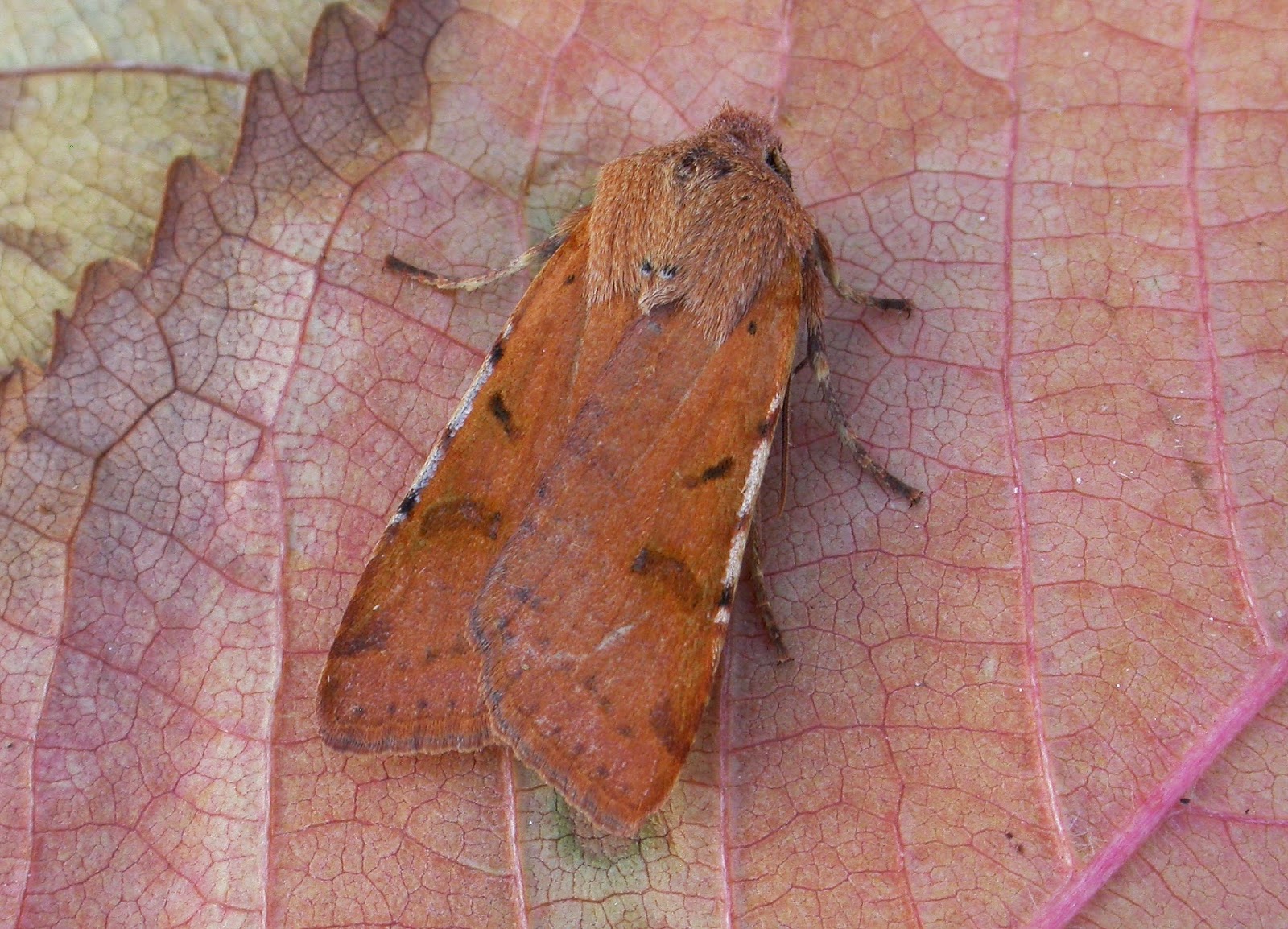 Garden Moths, 1999 to 2020