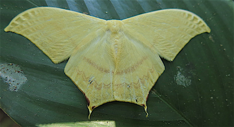 Birdernaturalist: Rio Azul Jungle Lodge – My First Visit