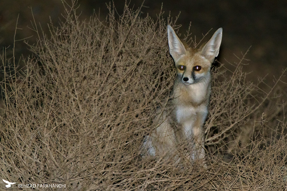 TO SEE OR NOT TO SEE: Sand Fox (Ruppell's Fox) / روباه شنی