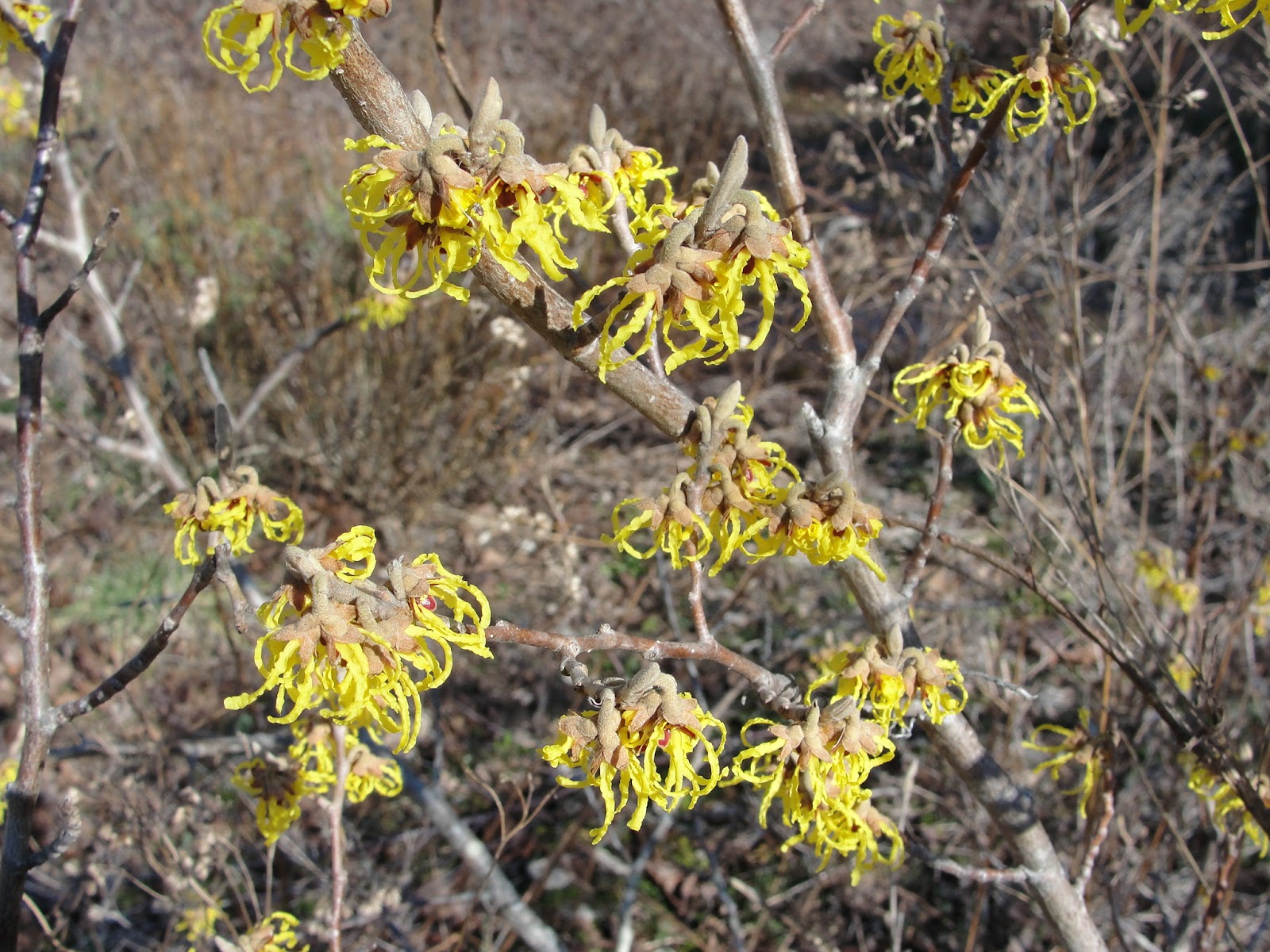 95 Witch Hazel Shrub Varieties - Télécharger
