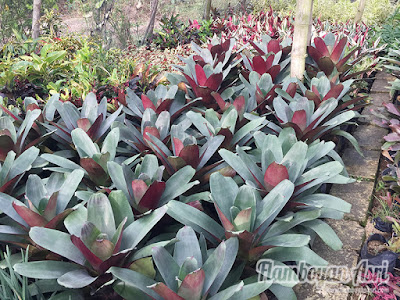 5 Tips Cara Menanam dan Merawat Bromelia - TUKANG TAMAN SURABAYA