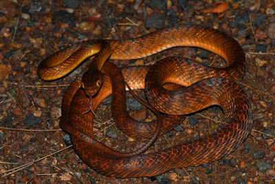 Ular Asli Indonesia: Mengidentifikasi Ular