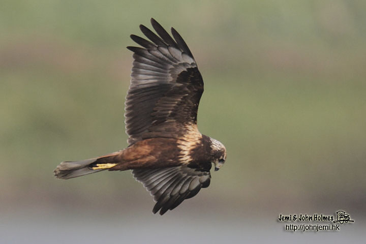 John's Hong Kong Birding: Eastern Marsh Harriers at Mai Po, Hong Kong