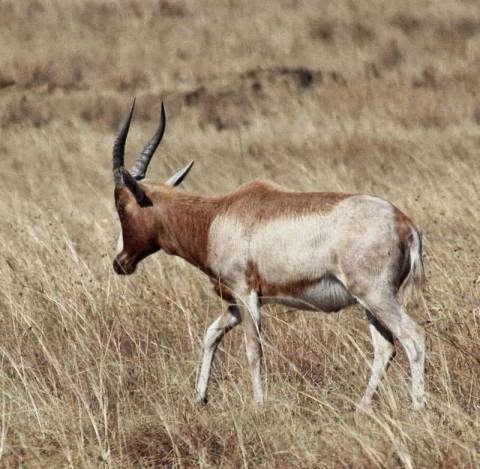 Dinatla Game Breeding: TE KOOP: F3 GEEL BLESBOK SPLIT OOIE