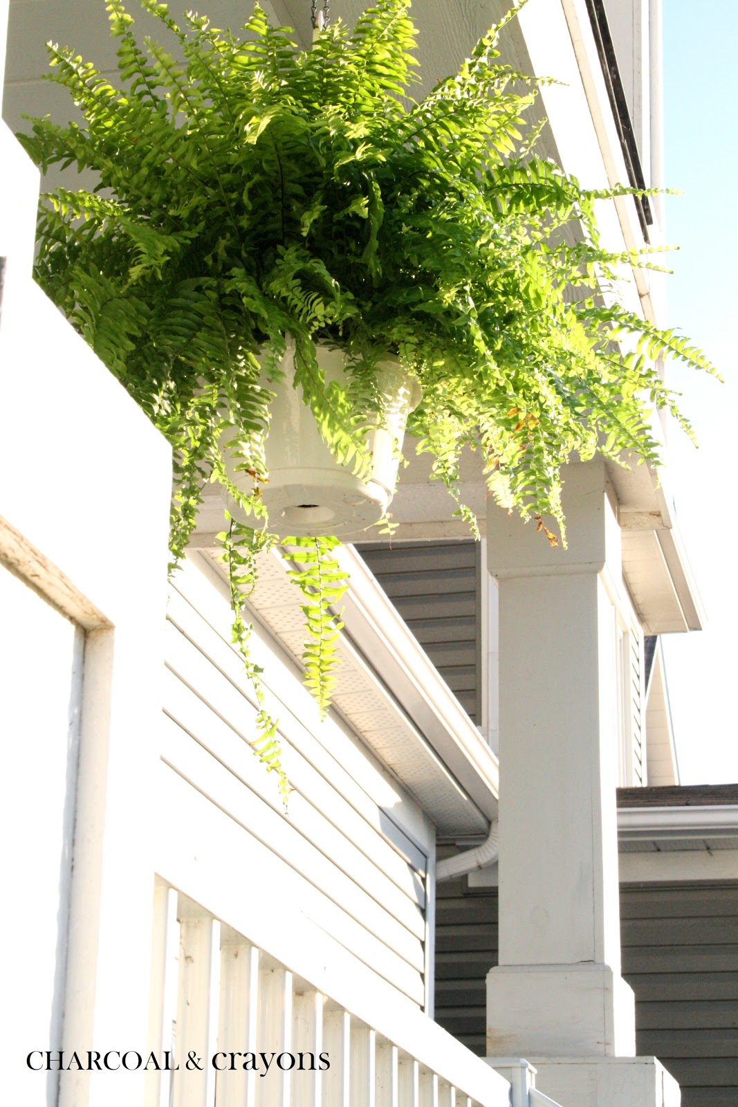 Charcoal and Crayons: Front Porch Ferns