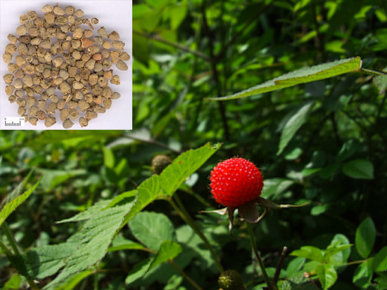 Chinese raspberry fruit (FU PEN ZI)-Rubus chingii-Fructus Rubi Chingii