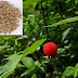 Chinese raspberry fruit (FU PEN ZI)-Rubus chingii-Fructus Rubi Chingii