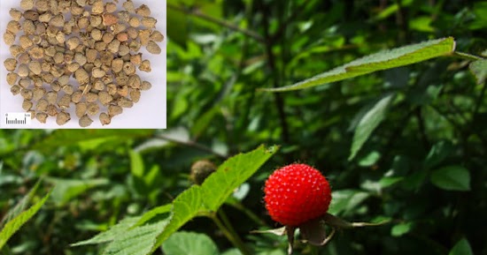 Chinese raspberry fruit (FU PEN ZI)-Rubus chingii-Fructus Rubi Chingii