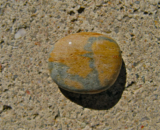 In the Company of Plants and Rocks: Still Life with Pebbles