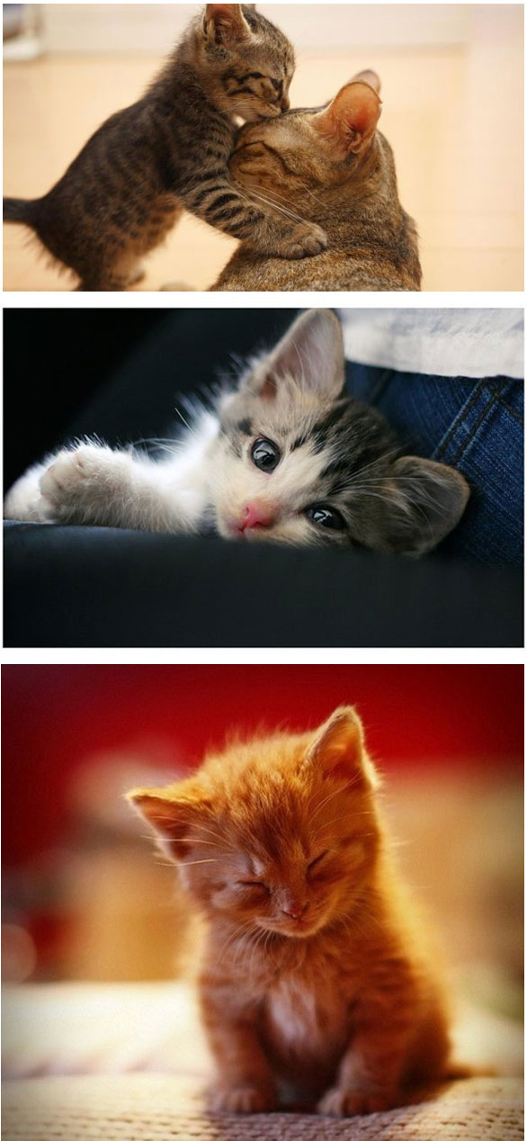 (20Gambar) Koleksi Gambar Kucing Yang Seriusly Cuteness Overload ...